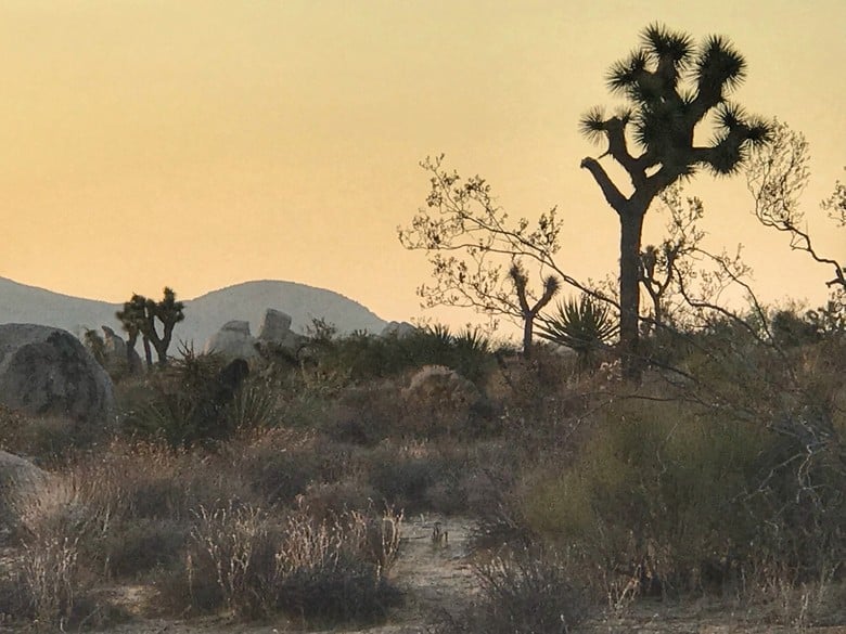 Sunset at Joshua Tree - WhereGalsWander