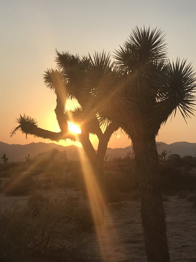 Sunset at Joshua Tree - WhereGalsWander