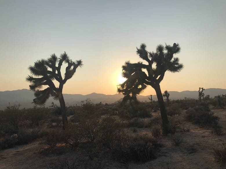 Sunset at Joshua Tree - WhereGalsWander
